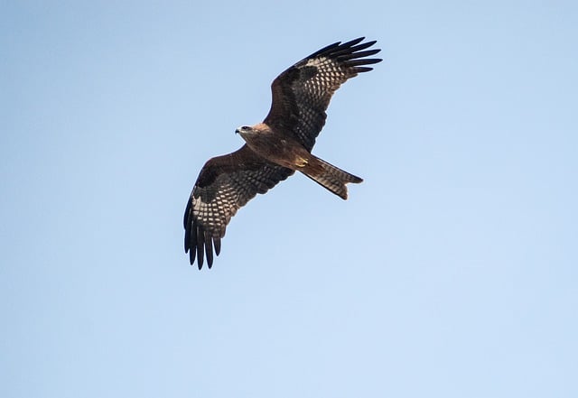 birds of prey bird raptor red kite by OffiDocs