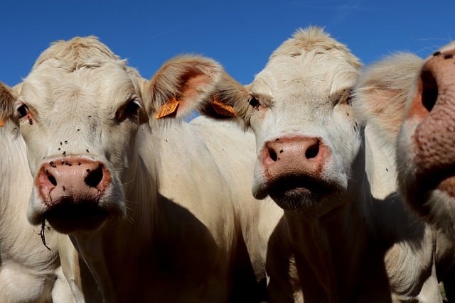 cows cattle animals livestock by OffiDocs for