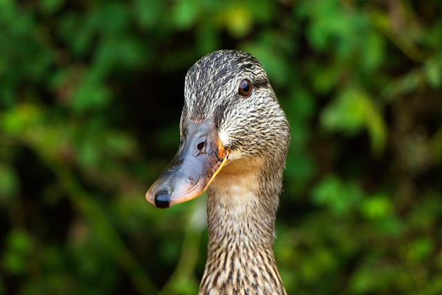 duck bird wildlife stare nature by OffiDocs for