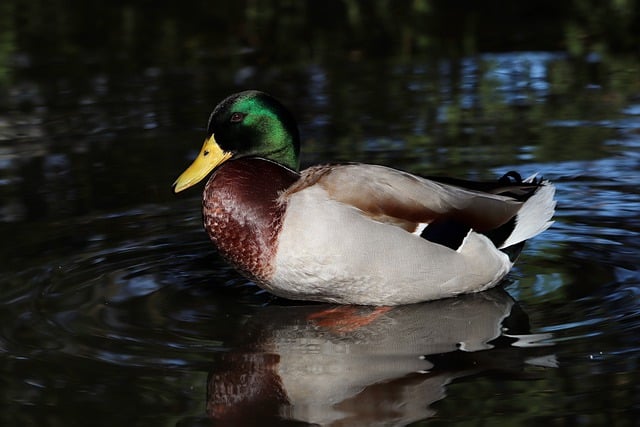 duck drake mallard plumage bird by OffiDocs for