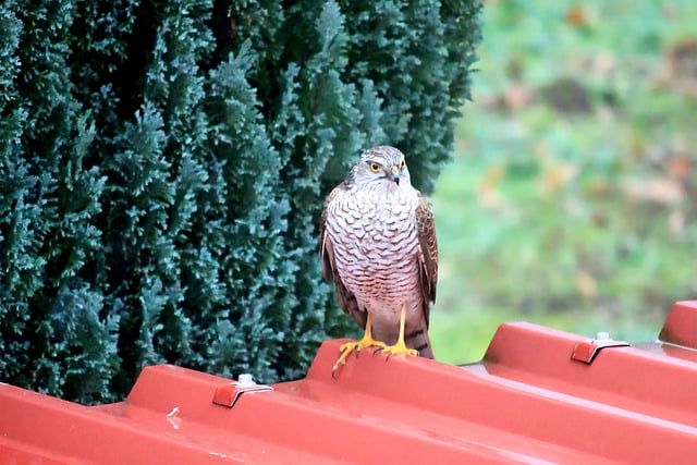 falcon bird tree plumage nature by OffiDocs for