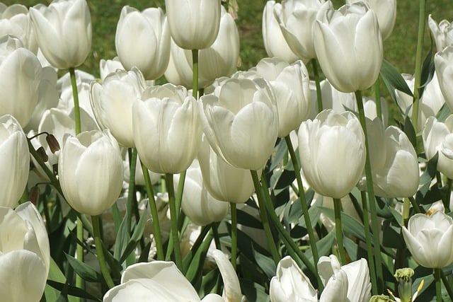 fond d'écran HD fleurs de tulipes par OffiDocs pour