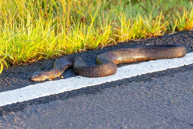 hd wallpaper snake road viper by OffiDocs for