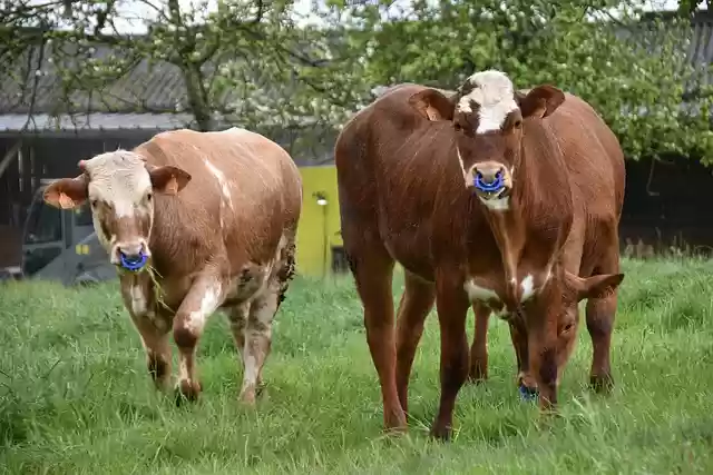 animals farm species fauna mammals by OffiDocs