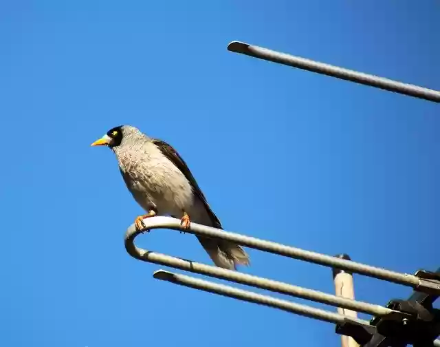 Bird Noisy Miner Australian by OffiDocs for