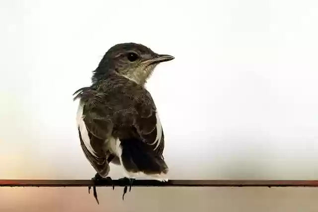 bird robin wildlife by OffiDocs for office