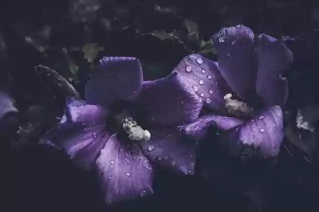 bloom blooming flowers dark by OffiDocs for
