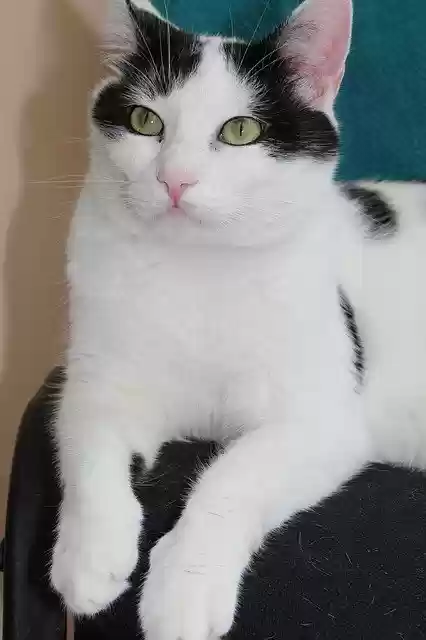 Cat Pat Beautiful by OffiDocs for office