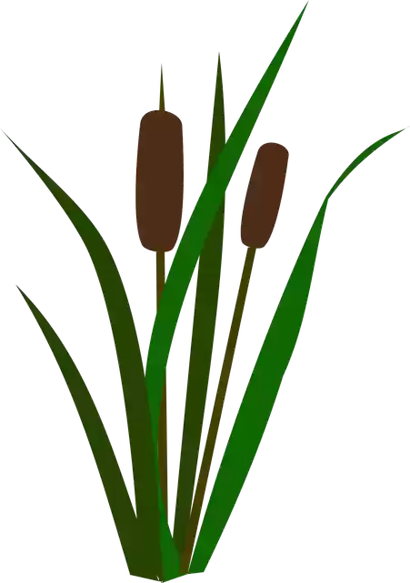 Cattails Bulrush MarshFree vector graphic on