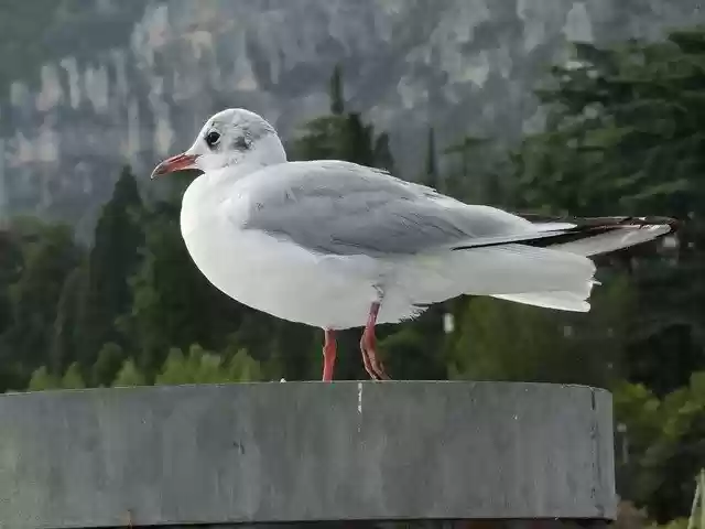 Colombo Animal Bird by OffiDocs for office