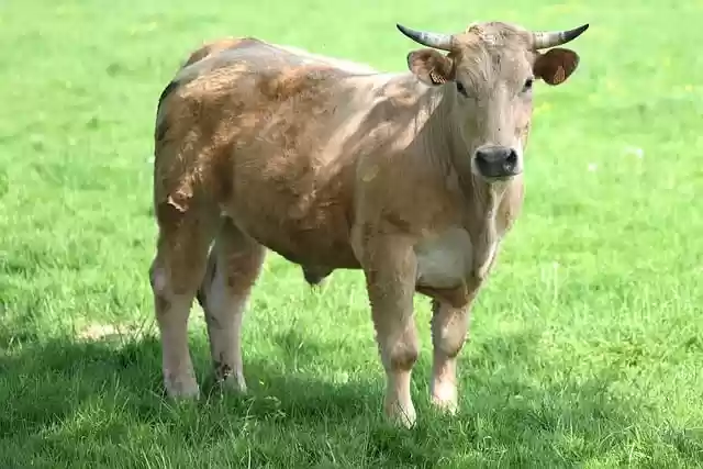 cow bull animal nature cattle by OffiDocs for