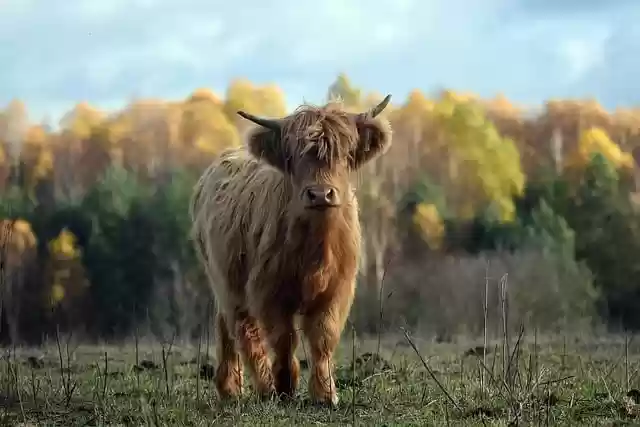 cow bull horns animal race by OffiDocs for office