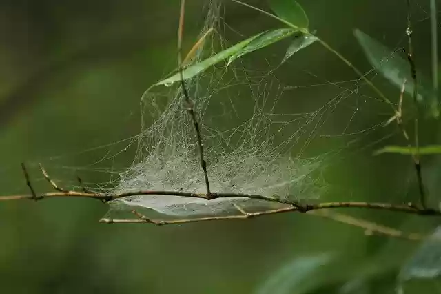Dew On Web Spider Wed by OffiDocs for office