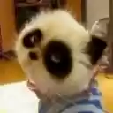 ER Blink map experimentin Chrome with by