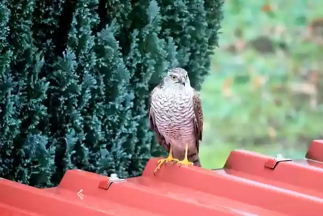 falcon bird tree plumage nature by OffiDocs for