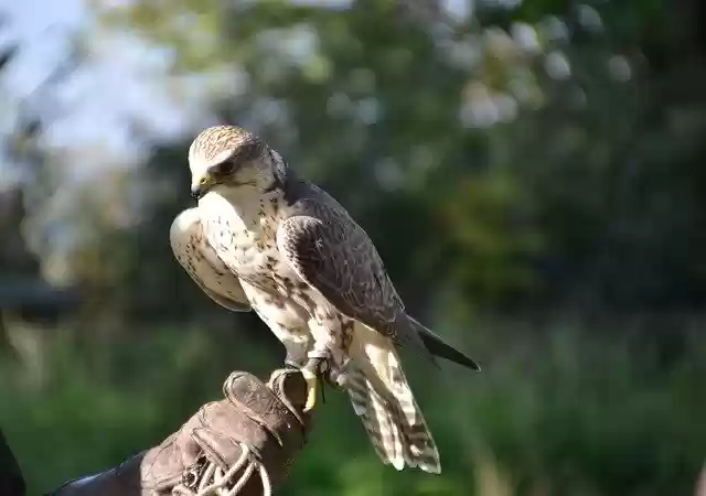 Falcon Raptor Bird Of Prey by OffiDocs for office