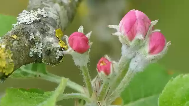 flower nature plant garden leaf by OffiDocs for
