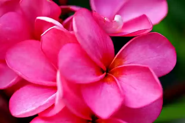 flower petals frangi pani flora by OffiDocs for