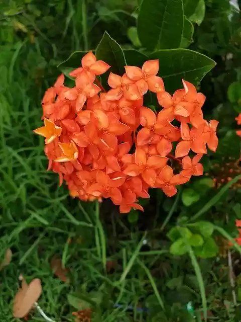 Flower Pin Orange A Short by OffiDocs for office
