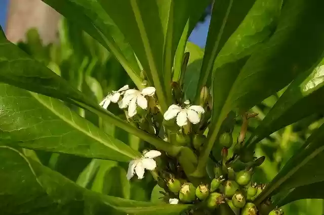 Flower Tree Scaevola Taccada Beach by OffiDocs