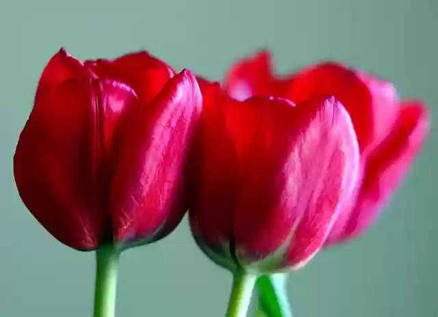 flower tulips petals blossom bloom by OffiDocs