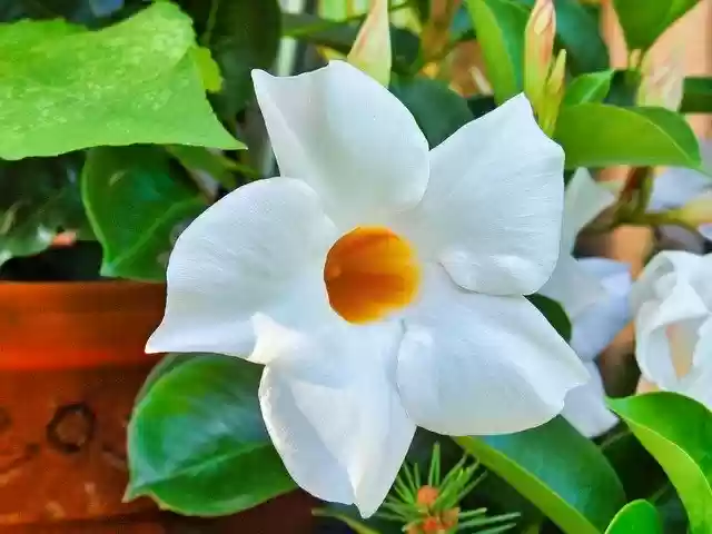 Flower White Climber Plant by OffiDocs for office