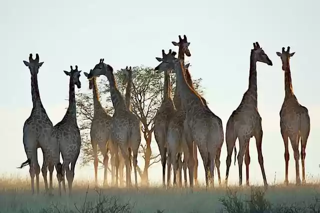 giraffes mammals animals by OffiDocs for office