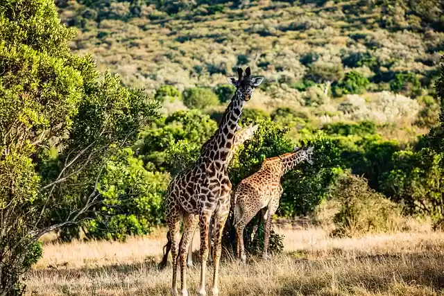 giraffes wild animals wilderness by OffiDocs for