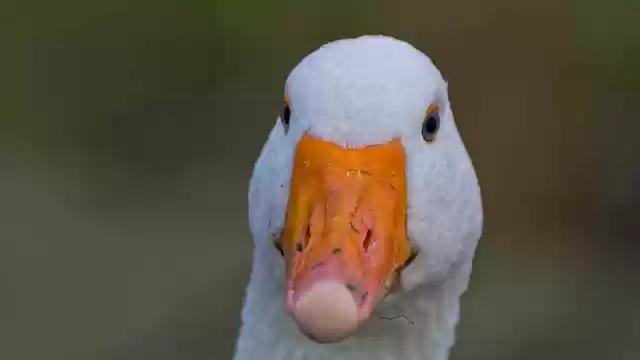 goose beak bokeh eyes animals by OffiDocs for