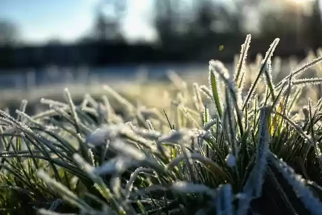 grass plants ice cold sunshine by OffiDocs for