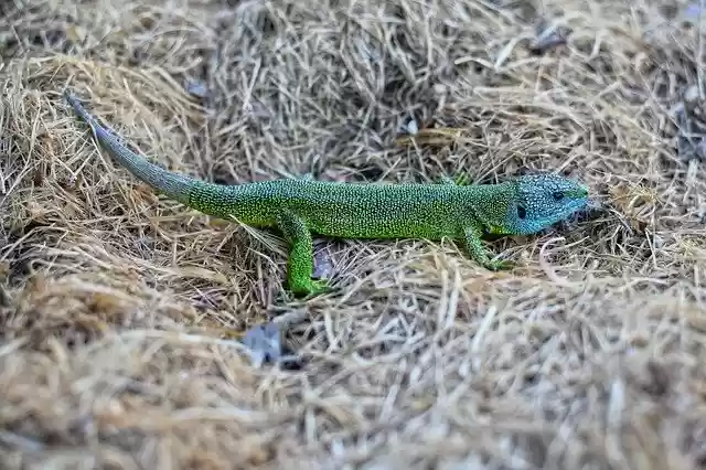 Green Lizard Reptile Creature by OffiDocs for