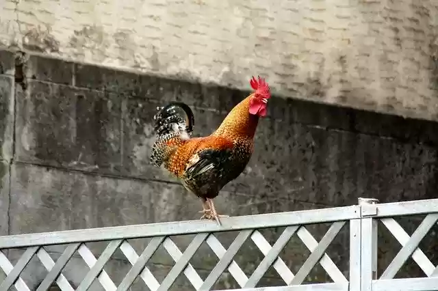 Hahn Chickens Outdoor by OffiDocs for office