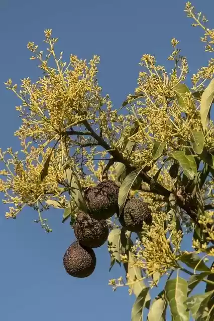 Hass Avocado Blossom Flowers by OffiDocs for