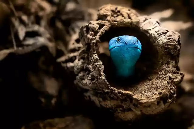 hd wallpaper nature wallpaper snake by OffiDocs