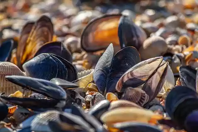 hd wallpaper seashells on the beach by OffiDocs