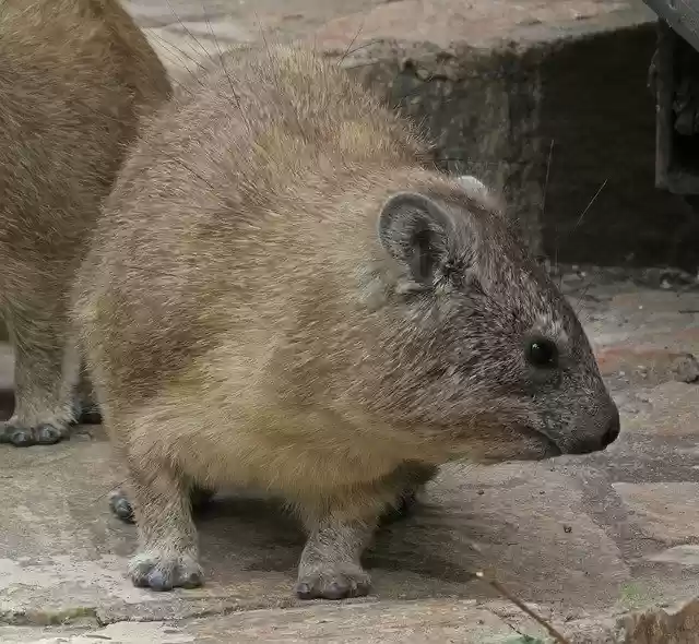 Hyrax Rodent Cute by OffiDocs for office
