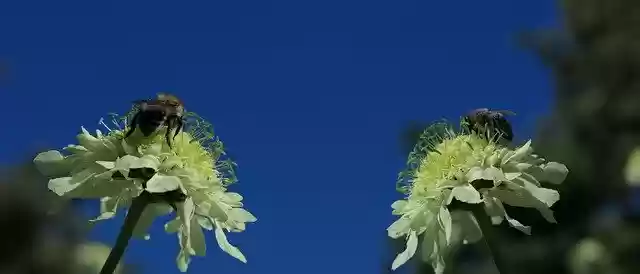 Insect Food Collect by OffiDocs for office