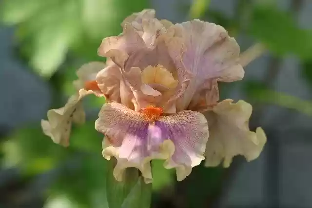 Iris Bulb Flowering by OffiDocs for office