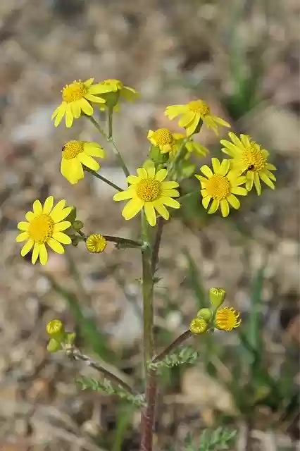 JacobS Ragwort Wild Flower by OffiDocs for office