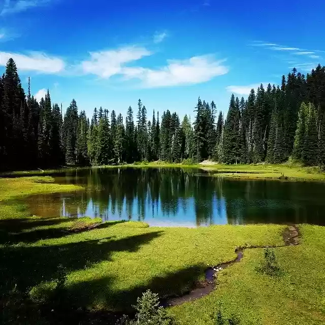Lake Forest Trail by OffiDocs for office
