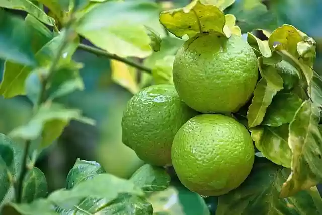 lemon fruit tree lemon tree tree by OffiDocs for