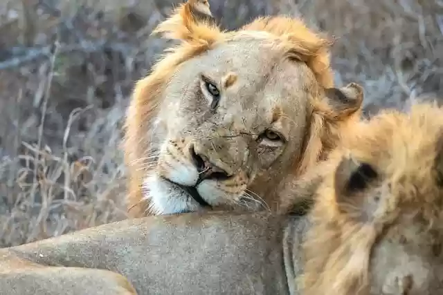 lion mane africa safari wilderness by OffiDocs