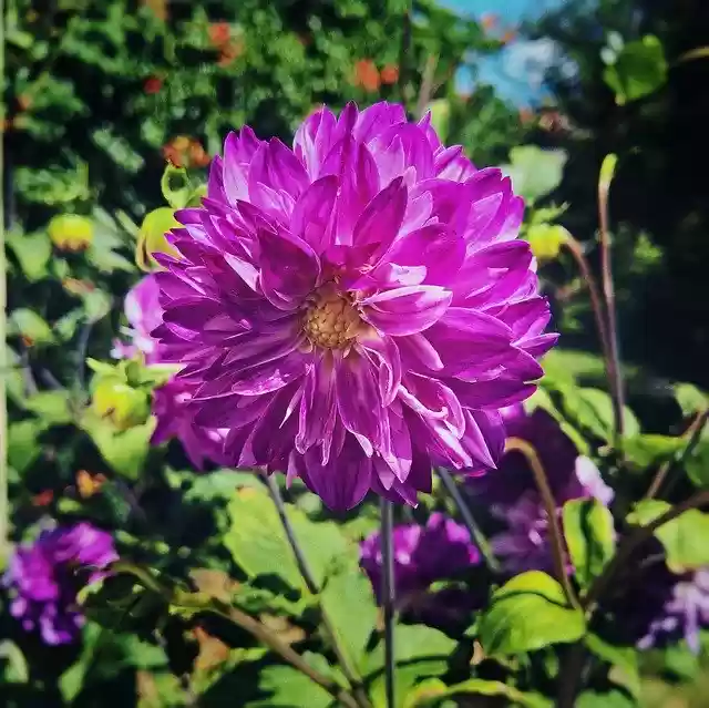 Merchant Louis Moss by OffiDocs for office