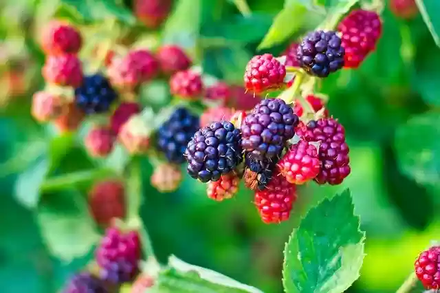 More Fruits Fruit by OffiDocs for office