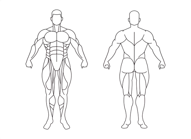 Muscle Anatomy MedicalFree vector graphic on