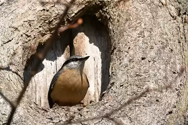 nuthatch bird nature plumage by OffiDocs for