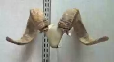 Pair of Rams Horns by OffiDocs for office