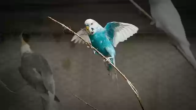 parakeet bird branch wings by OffiDocs for office
