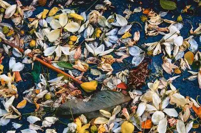 Petals Fallen Leaves by OffiDocs for office