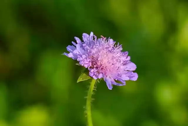 pink flower flower blossom bloom by OffiDocs for